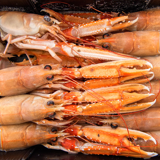 Cigalas primera calidad